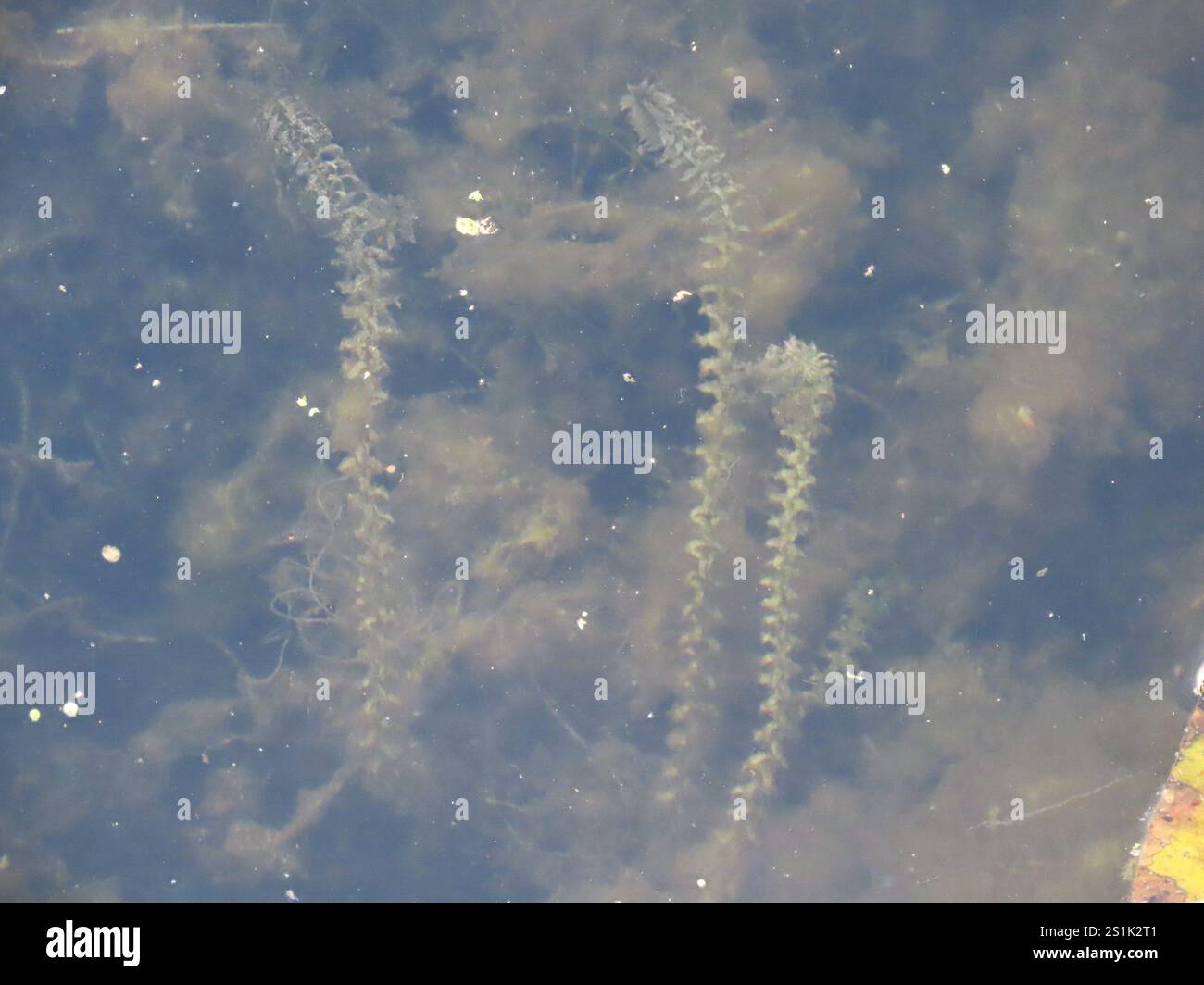 Canadian Waterweed (Elodea canadensis Stock Photo - Alamy