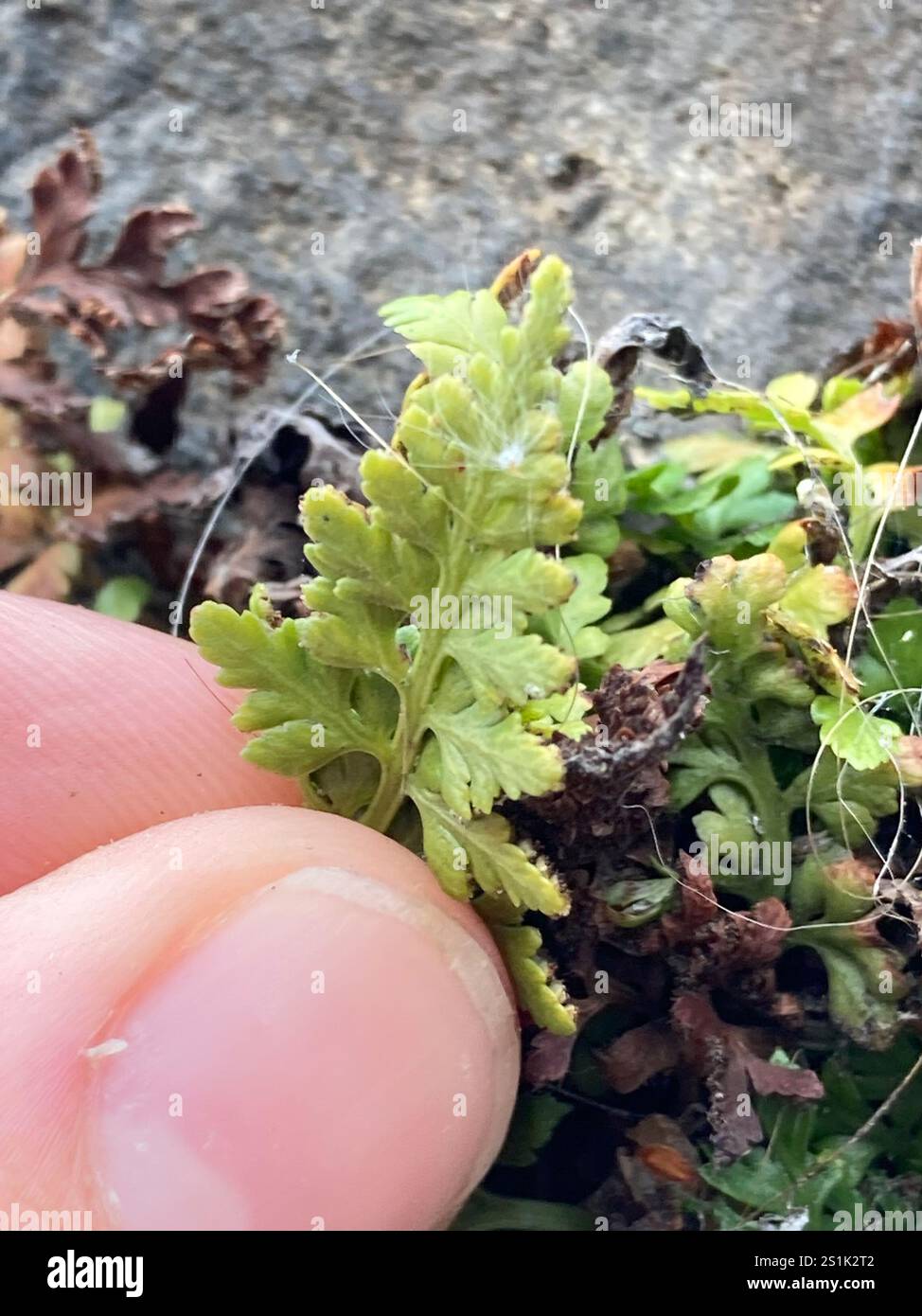 black spleenwort (Asplenium adiantum-nigrum Stock Photo - Alamy