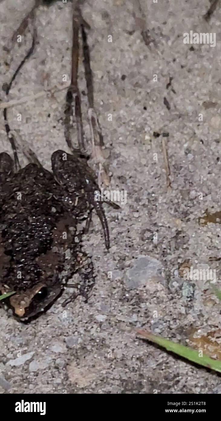 Eastern Narrow-mouthed Toad (Gastrophryne carolinensis Stock Photo - Alamy