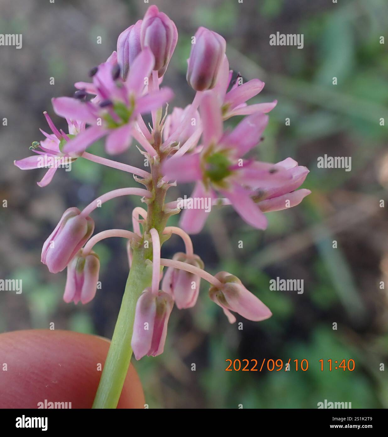Cooper’s African hyacinth (Ledebouria cooperi Stock Photo - Alamy