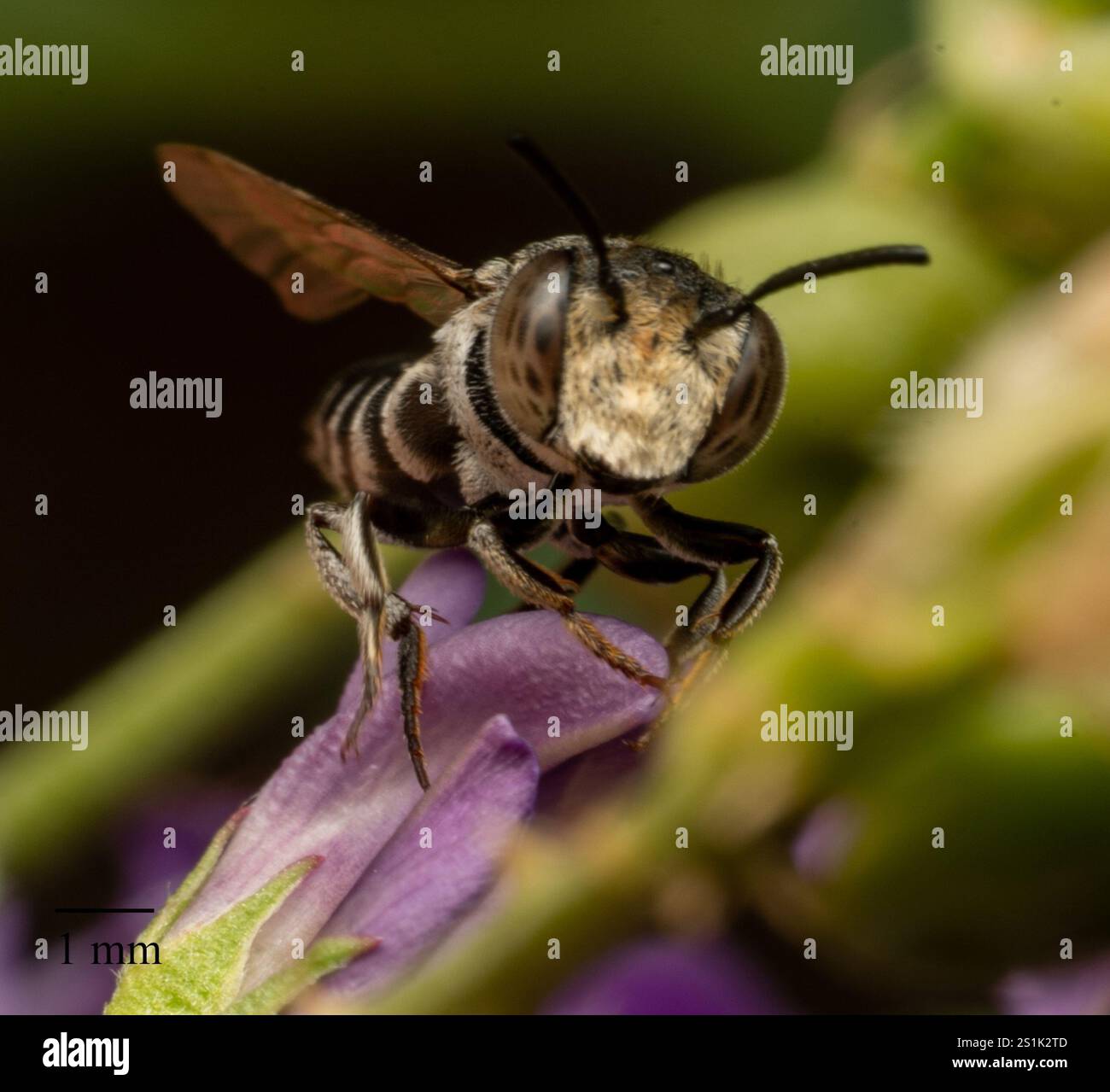 Sharptail Bees (Coelioxys Stock Photo - Alamy