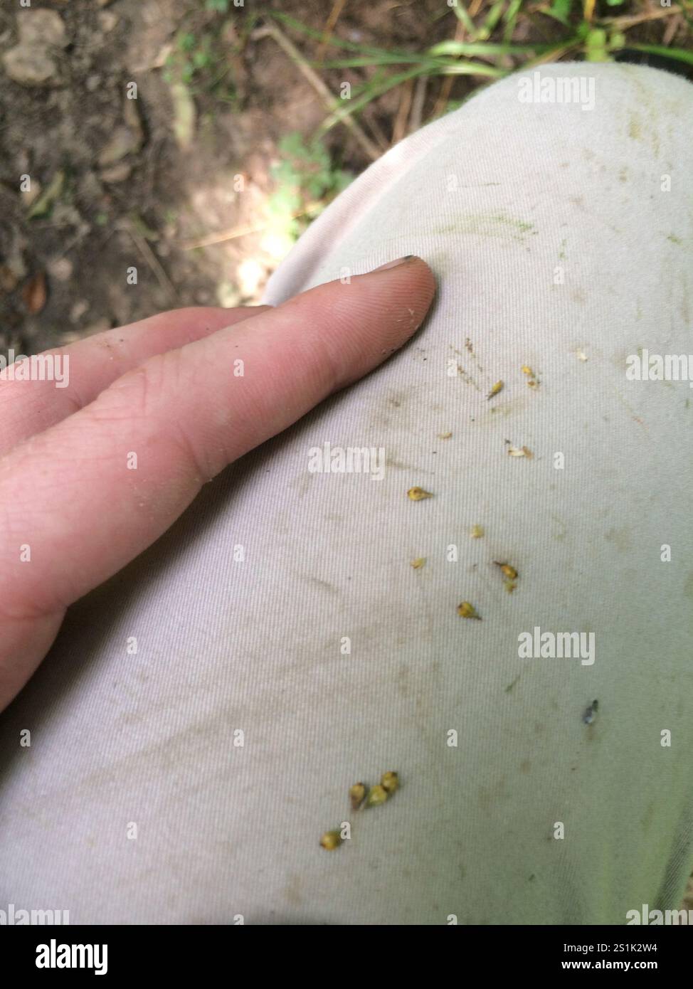 bur reed sedge (Carex sparganioides Stock Photo - Alamy