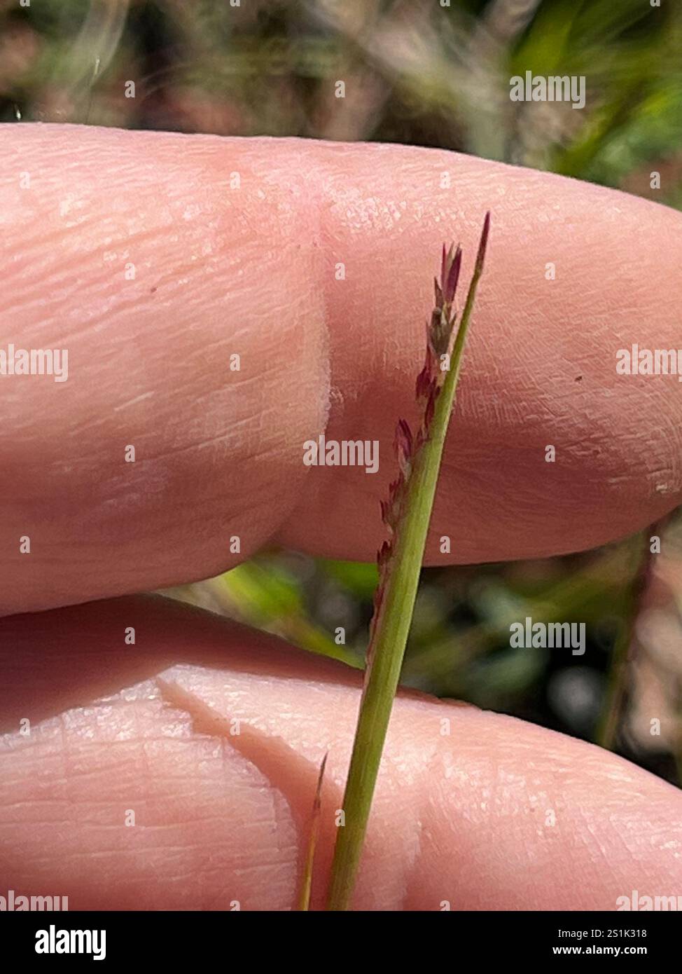 Small Dropseed (Sporobolus neglectus Stock Photo - Alamy