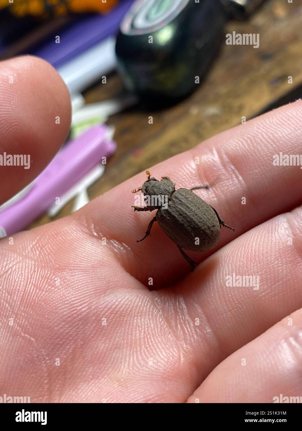Keratin Beetles (Trogidae Stock Photo - Alamy