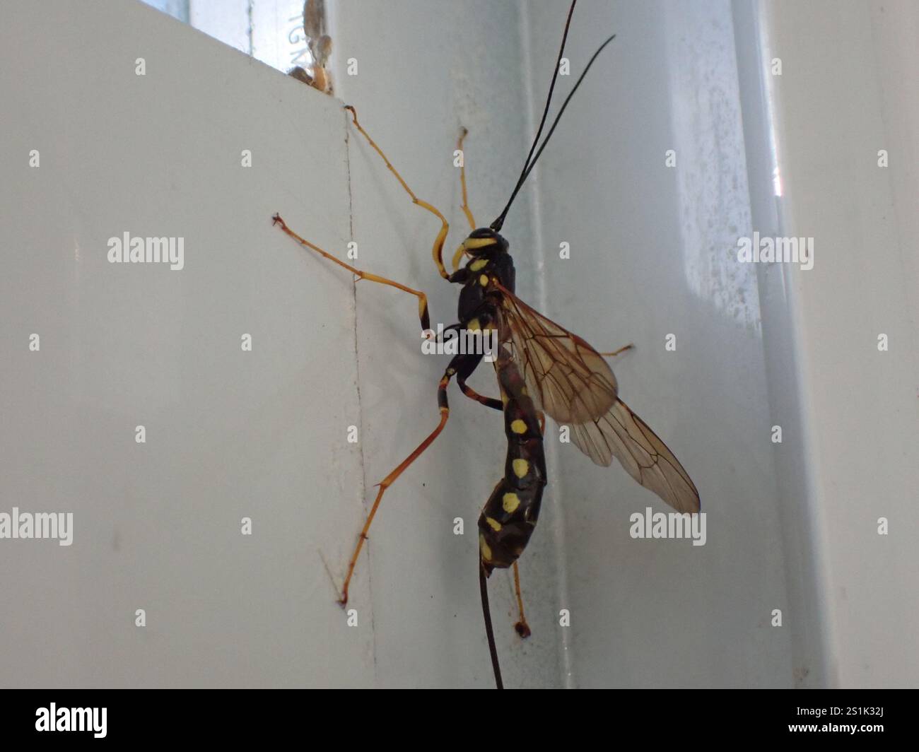 Norton's Giant Ichneumonid Wasp (Megarhyssa nortoni Stock Photo - Alamy