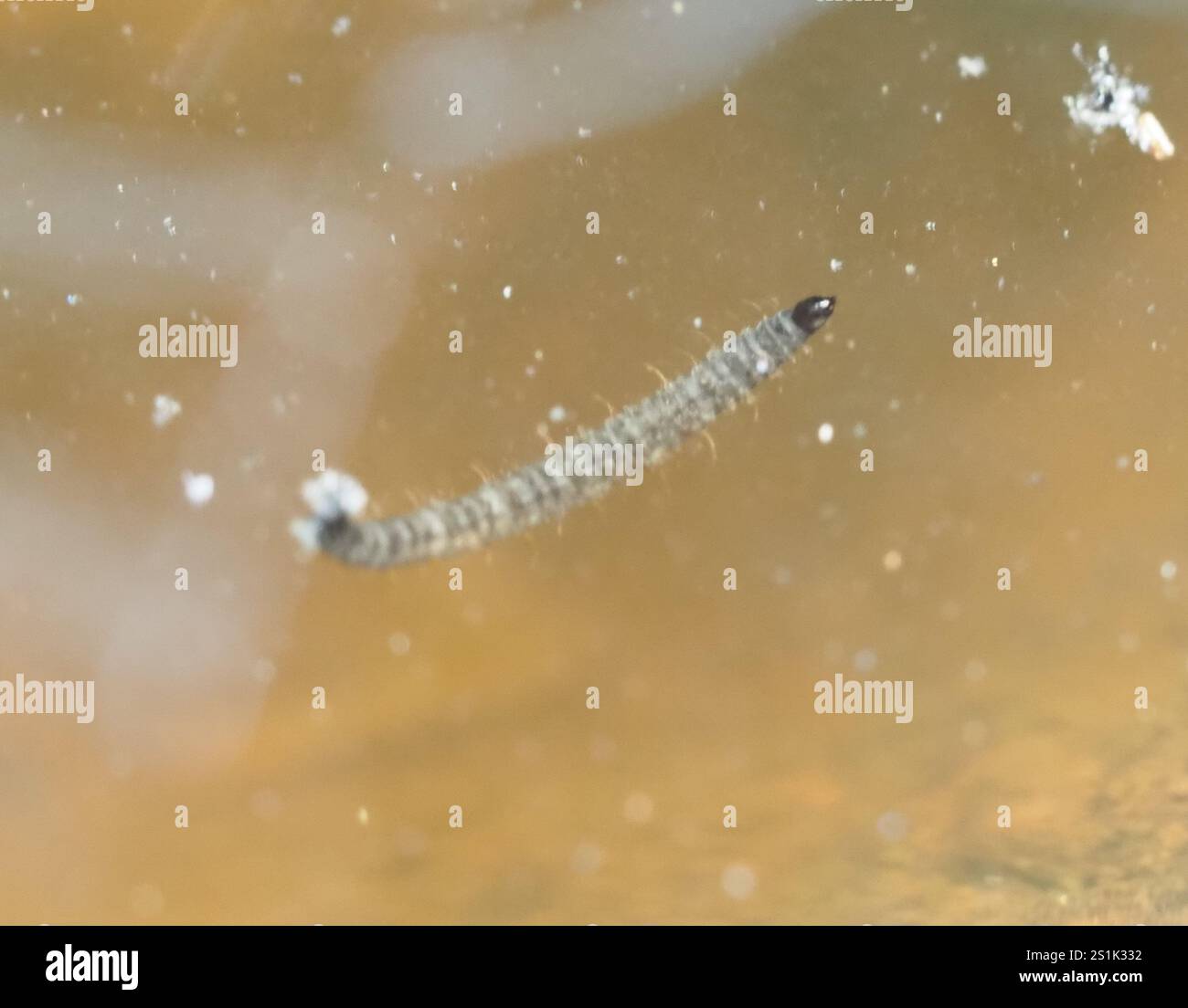 Winged and Once-winged Insects (Pterygota Stock Photo - Alamy