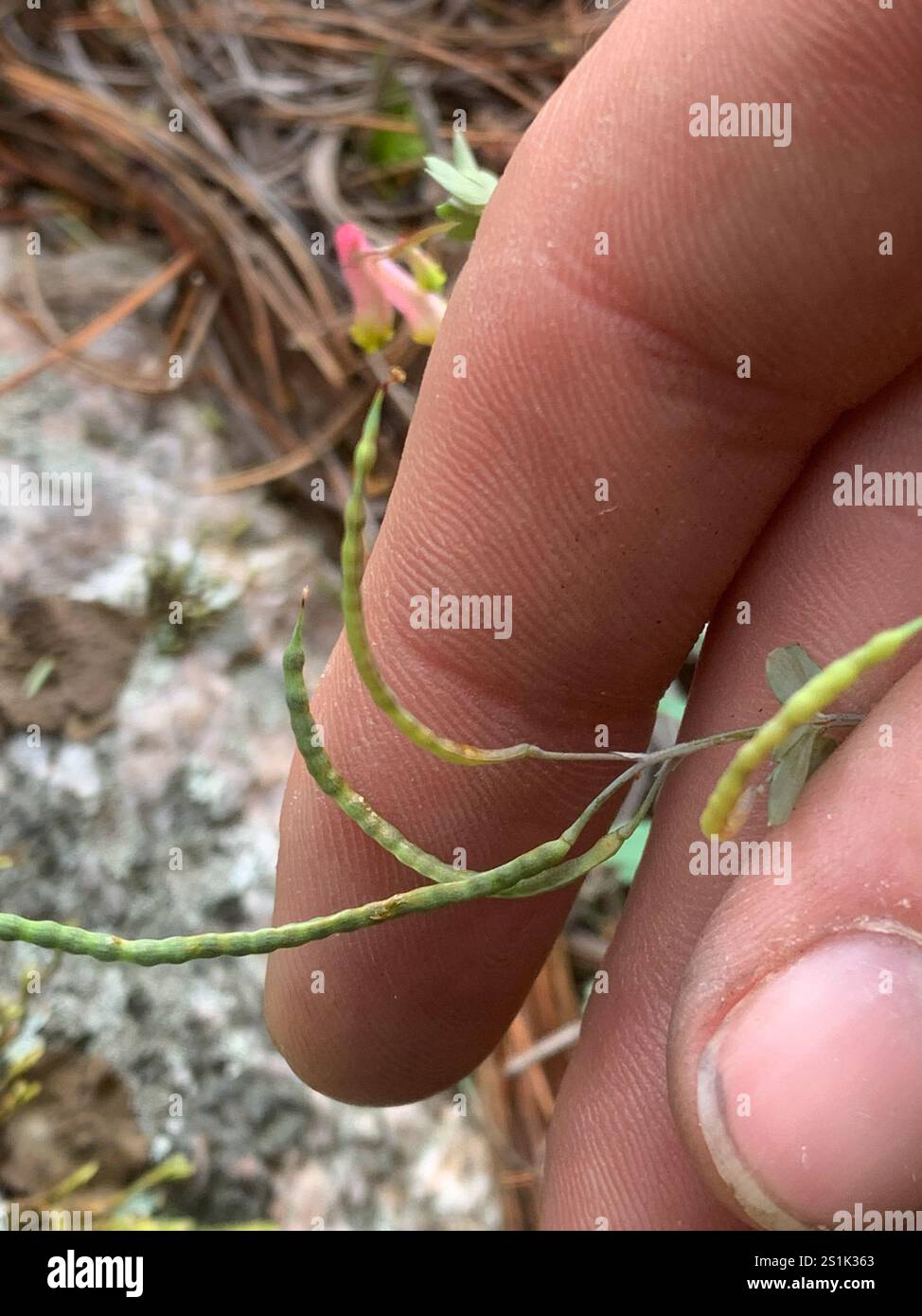 rock harlequin (Capnoides sempervirens Stock Photo - Alamy