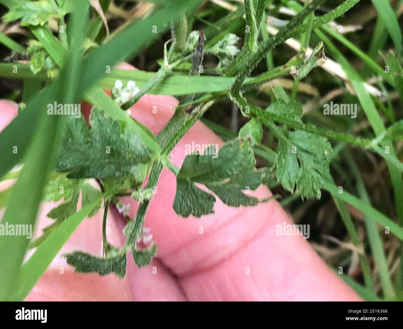 common hedge parsley (Torilis arvensis Stock Photo - Alamy