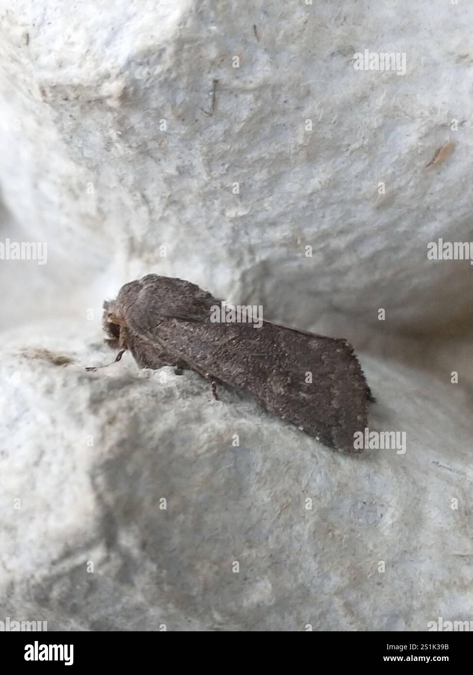 Northern Deep-brown Dart (Aporophyla lueneburgensis Stock Photo - Alamy