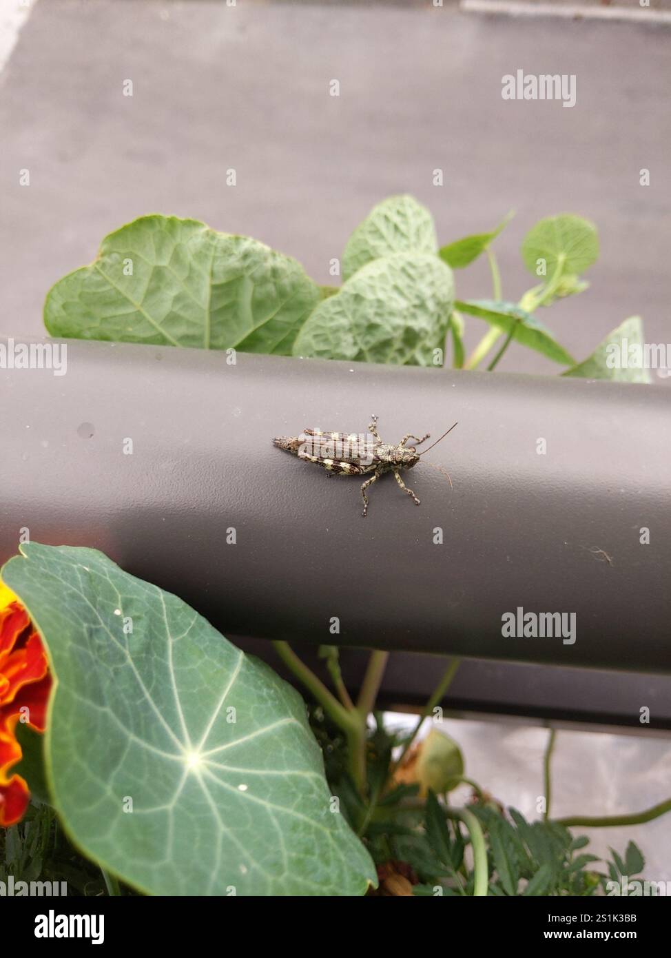 Pine tree Spur-throat Grasshopper (Melanoplus punctulatus Stock Photo ...