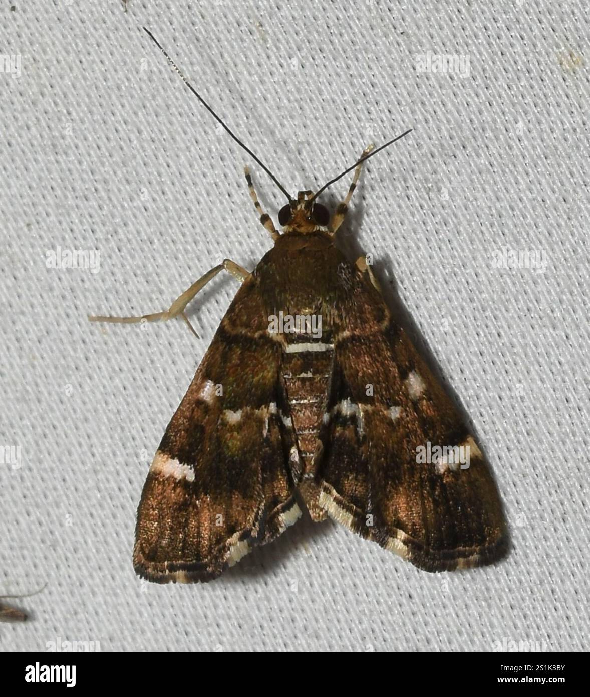 Spotted Beet Webworm Moth (Hymenia perspectalis Stock Photo - Alamy