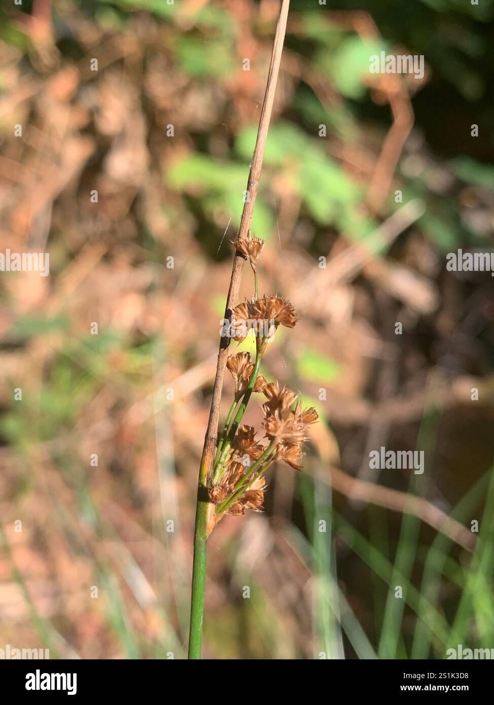 Soft Rush (Juncus effusus Stock Photo - Alamy
