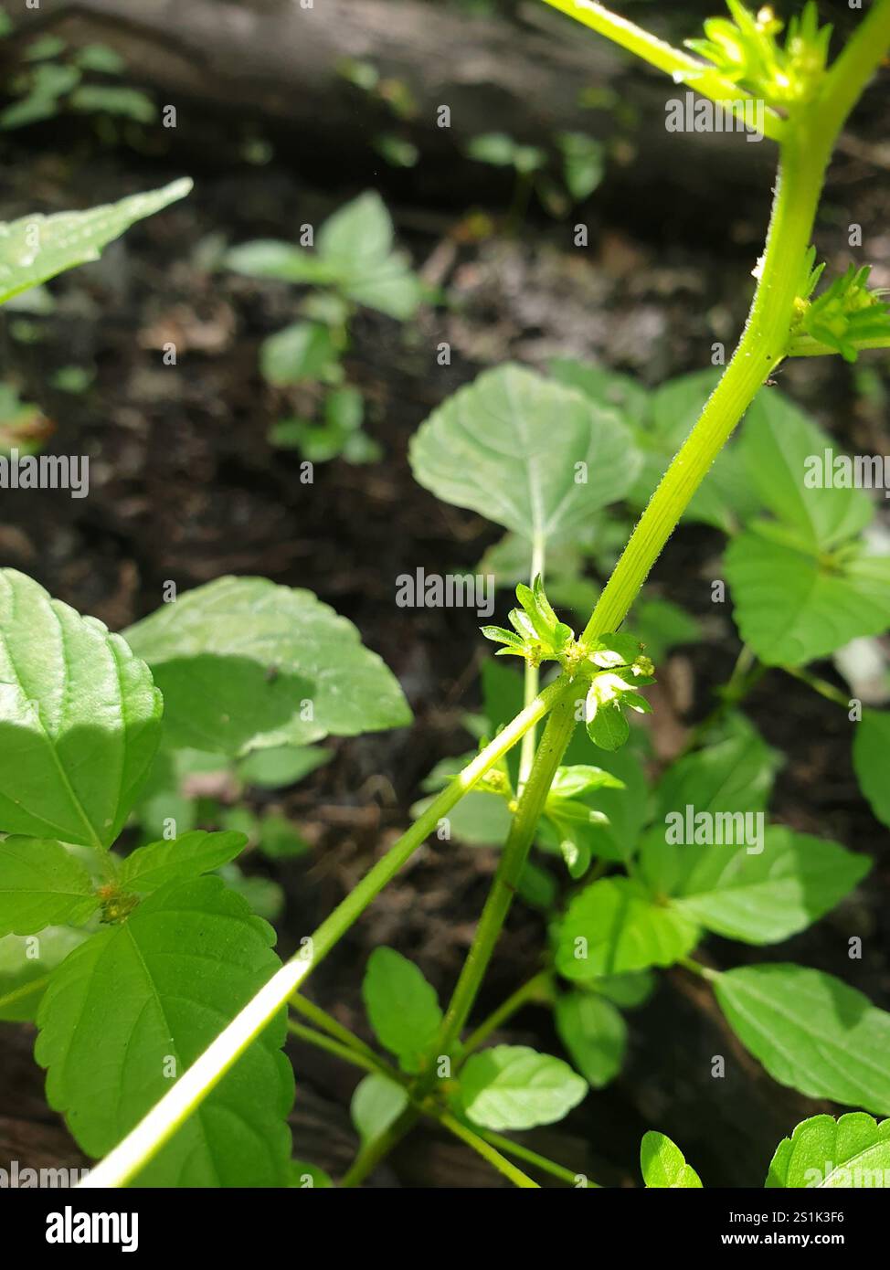 three-seeded mercuries (Acalypha Stock Photo - Alamy