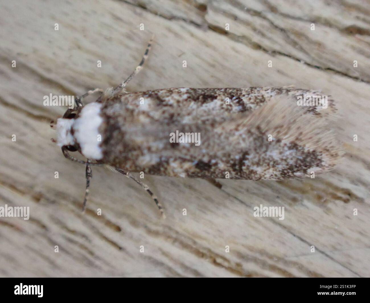 White-shouldered House Moth (Endrosis sarcitrella Stock Photo - Alamy