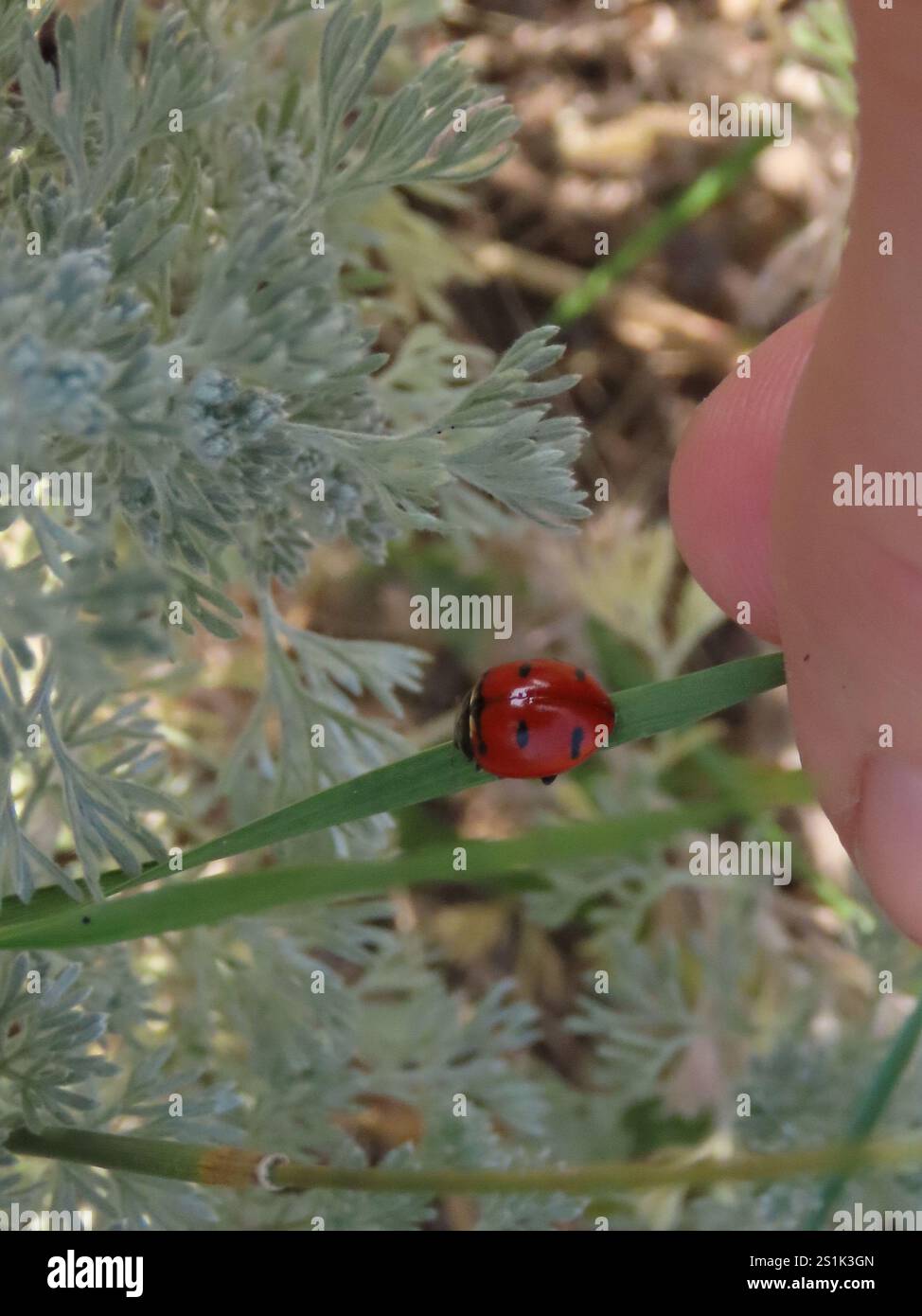 Transverse Lady Beetle (Coccinella transversoguttata Stock Photo - Alamy