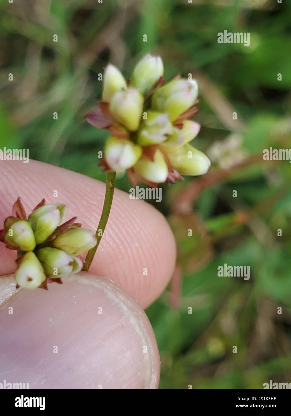 arrow-leaved tearthumb (Persicaria sagittata Stock Photo - Alamy