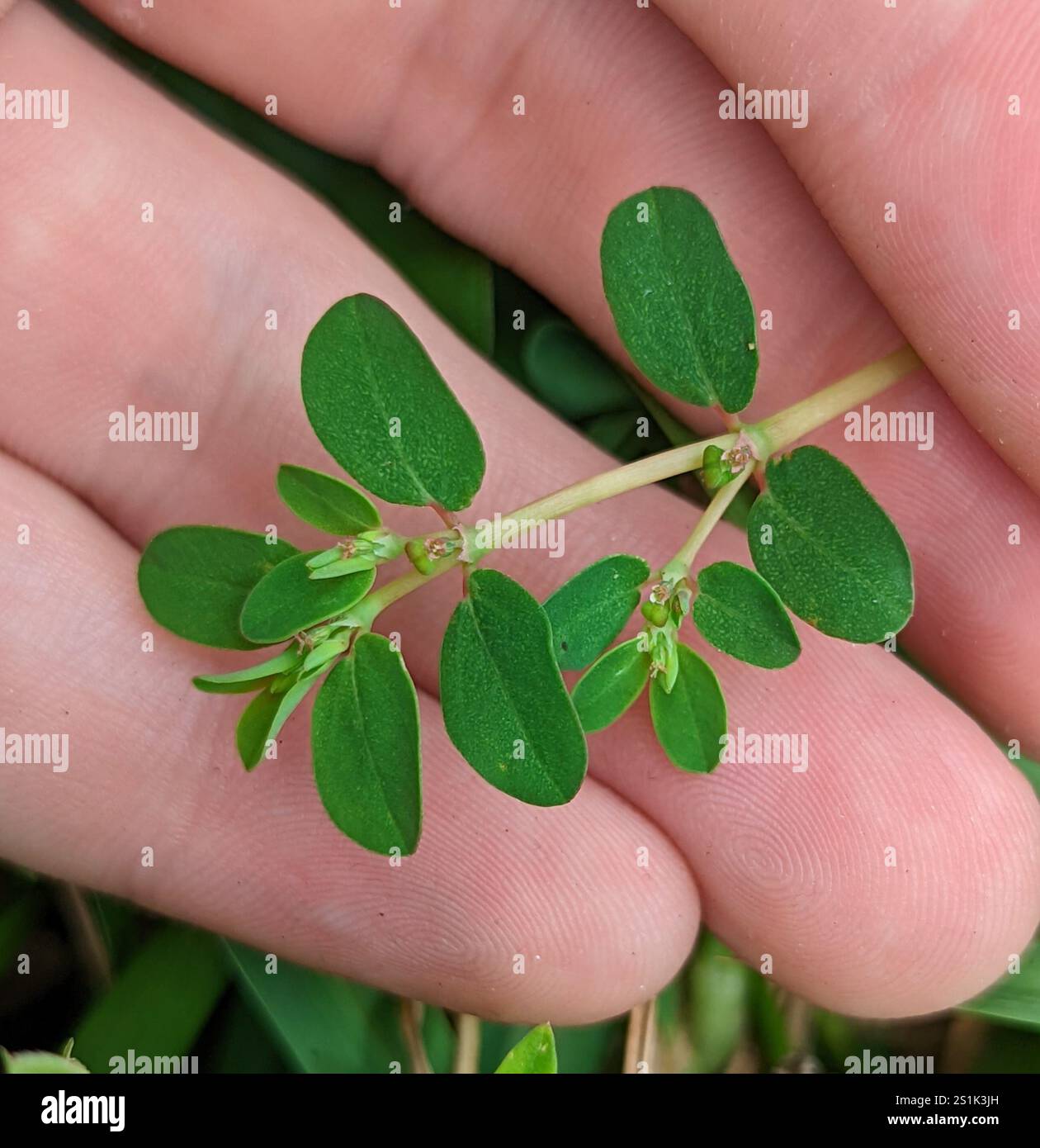 limestone sandmat (Euphorbia blodgettii Stock Photo - Alamy