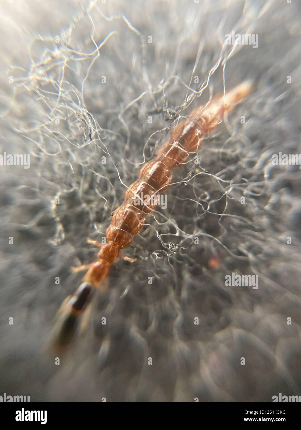 Raphidiid Snakeflies (Raphidiidae Stock Photo - Alamy