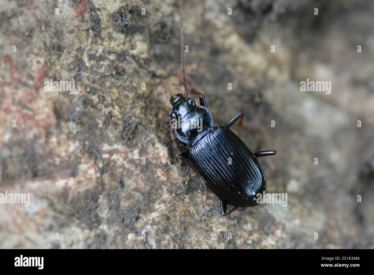 European Gazelle Beetle (Nebria brevicollis Stock Photo - Alamy