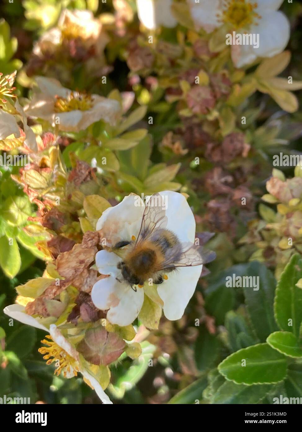 Common Carder Bumble Bee (Bombus pascuorum Stock Photo - Alamy