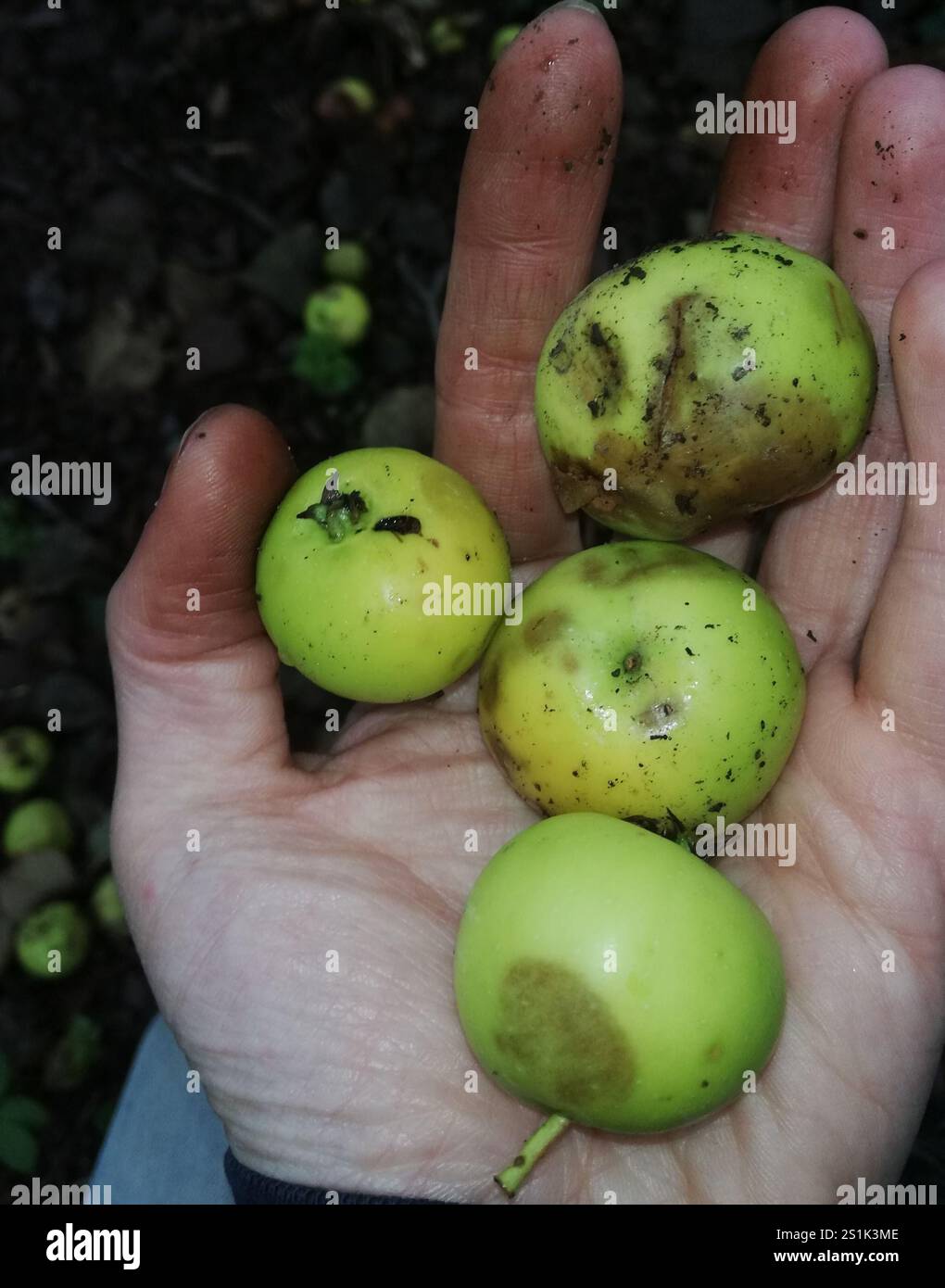 European Wild Apple (Malus sylvestris Stock Photo - Alamy