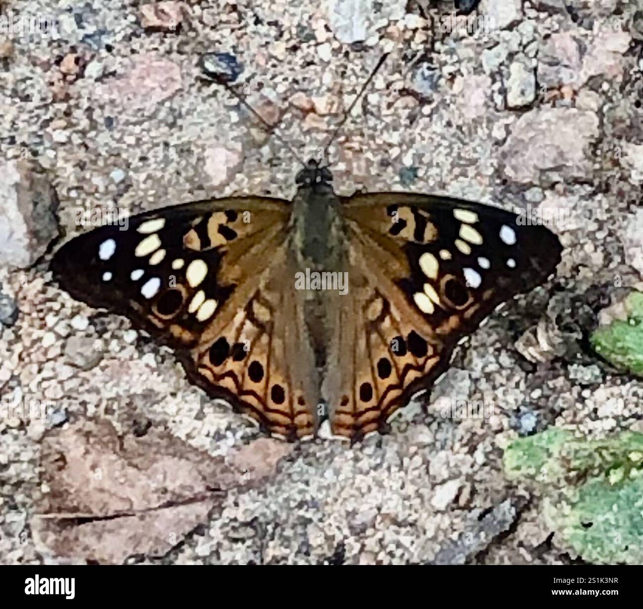 Hackberry Emperor (Asterocampa celtis Stock Photo - Alamy