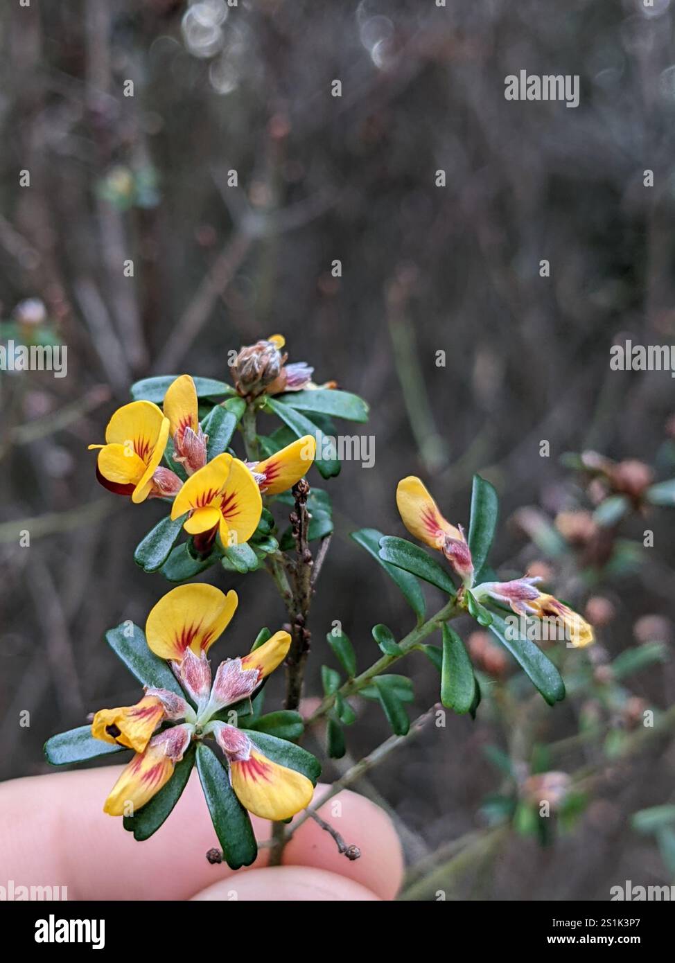 Notched Bush-pea (Pultenaea retusa Stock Photo - Alamy