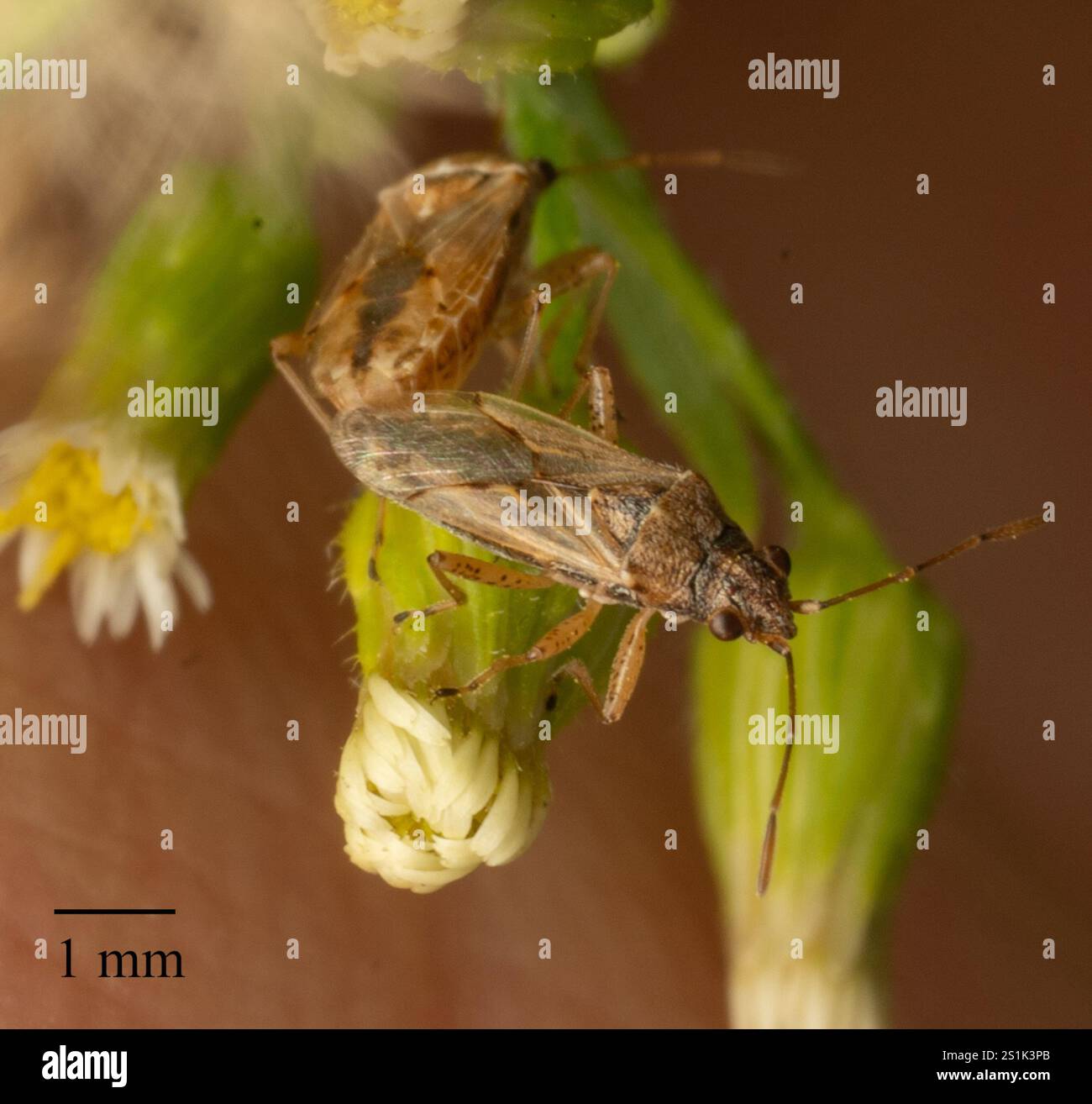 False chinch bugs (Nysius Stock Photo - Alamy