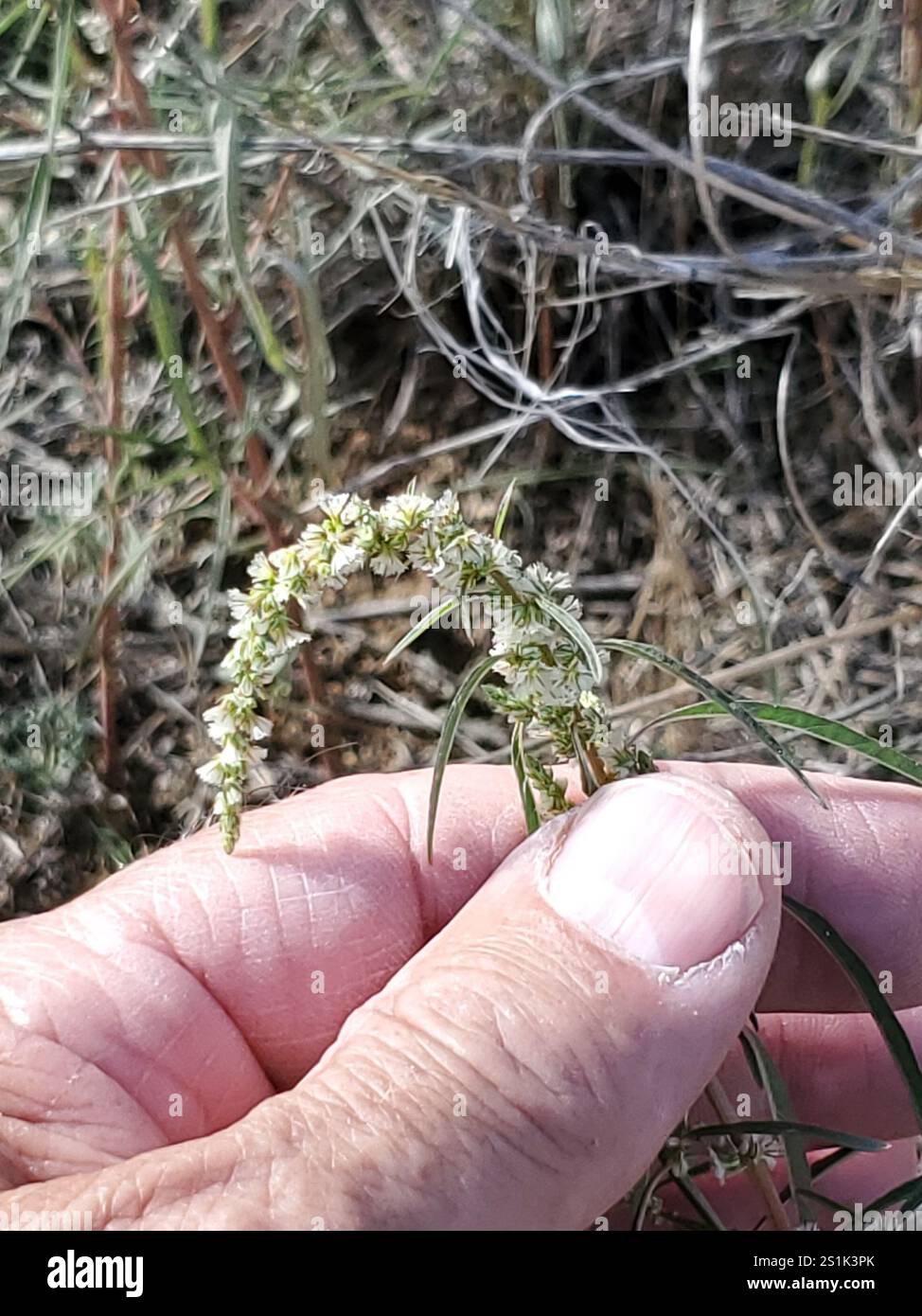 Fringed Amaranth (Amaranthus fimbriatus Stock Photo - Alamy