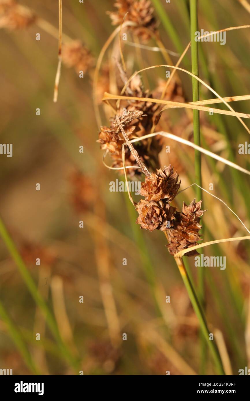 Long-bracted Sedge (Carex extensa Stock Photo - Alamy