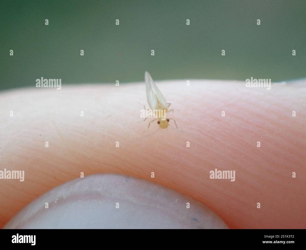 Barklice, Booklice, and Parasitic Lice (Psocodea Stock Photo - Alamy