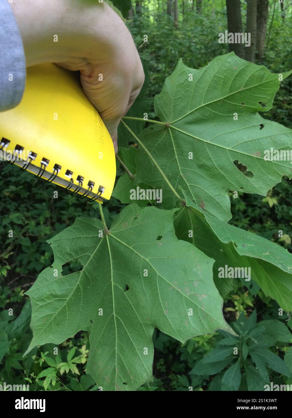 black maple (Acer nigrum Stock Photo - Alamy