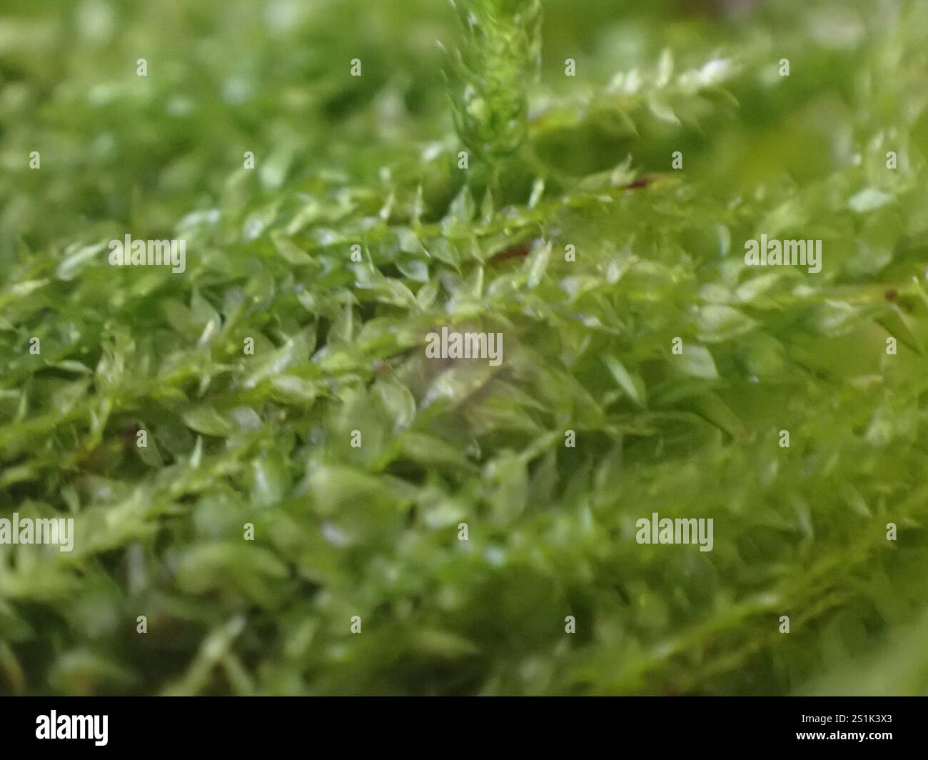 Mueller's Silk-moss (Isopterygiopsis muelleriana Stock Photo - Alamy