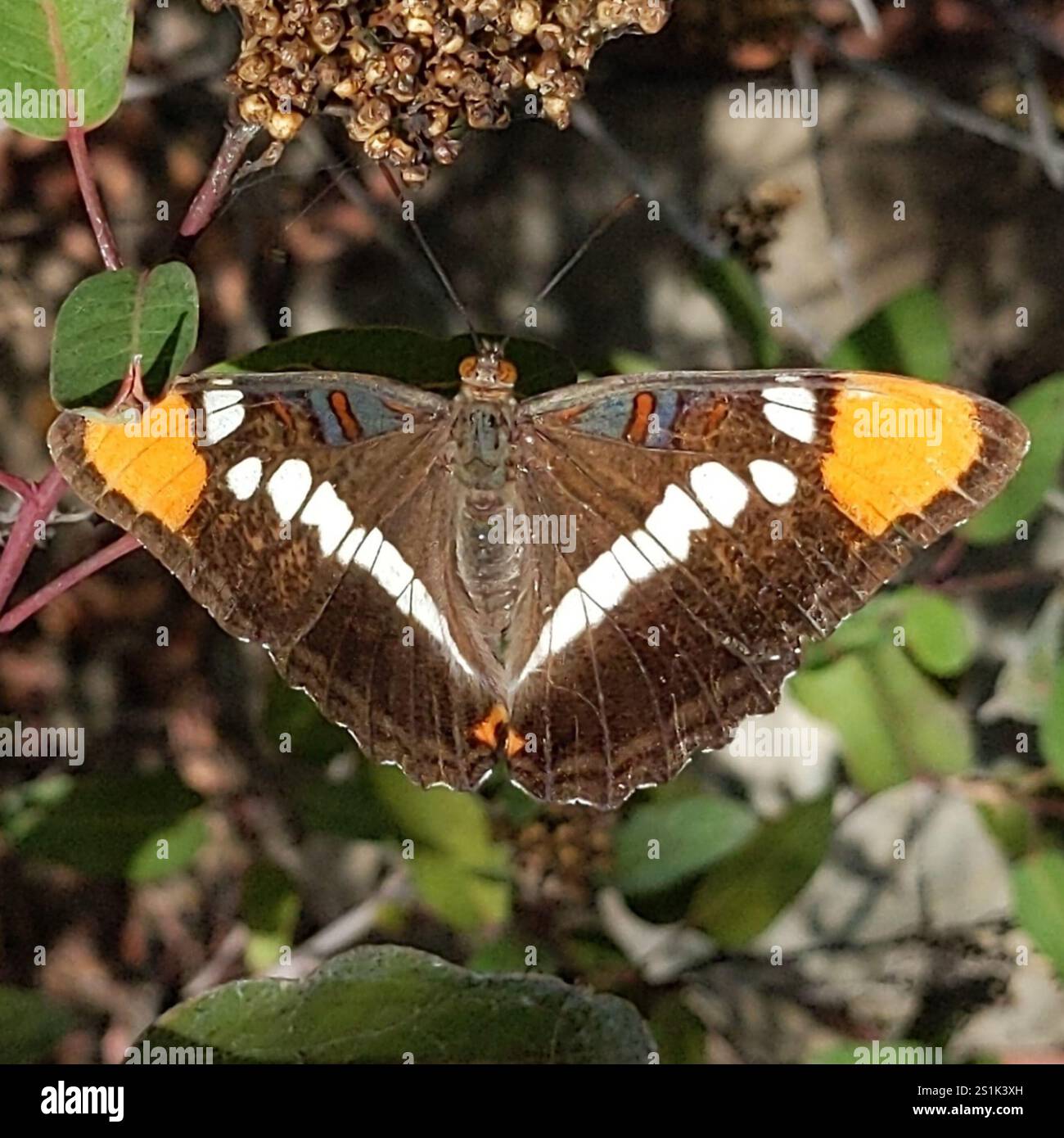 California Sister (Adelpha californica Stock Photo - Alamy