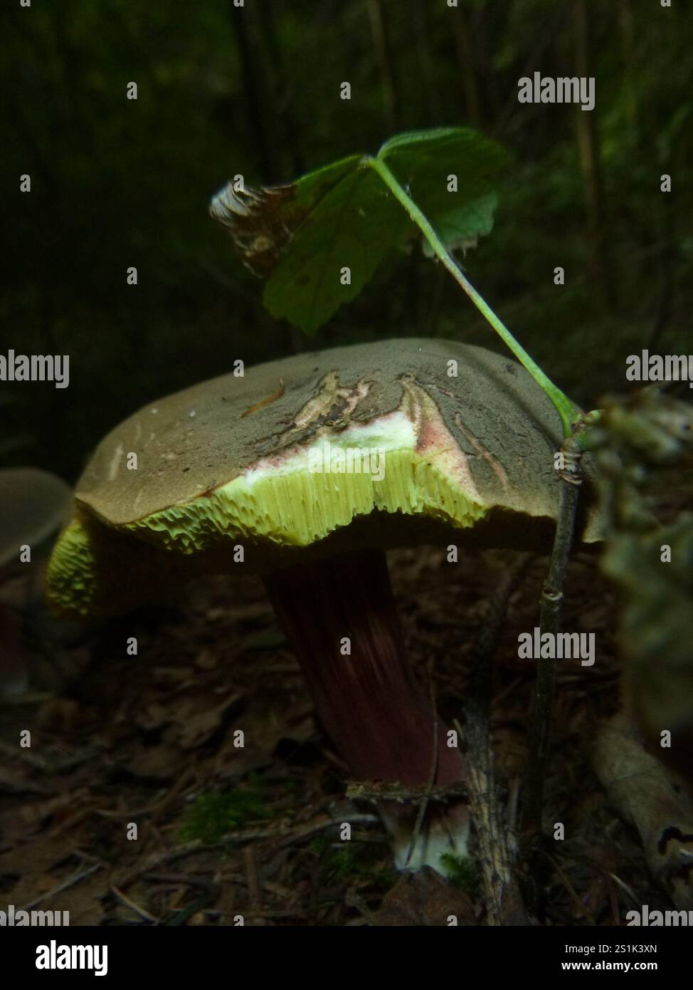 Red-cracking Bolete (Xerocomellus chrysenteron Stock Photo - Alamy