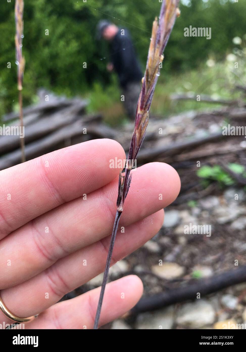 slender wheat grass (Elymus trachycaulus Stock Photo - Alamy