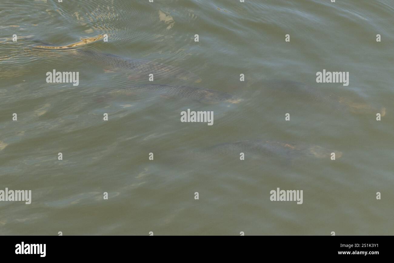 Ray-finned Fishes (Actinopterygii Stock Photo - Alamy