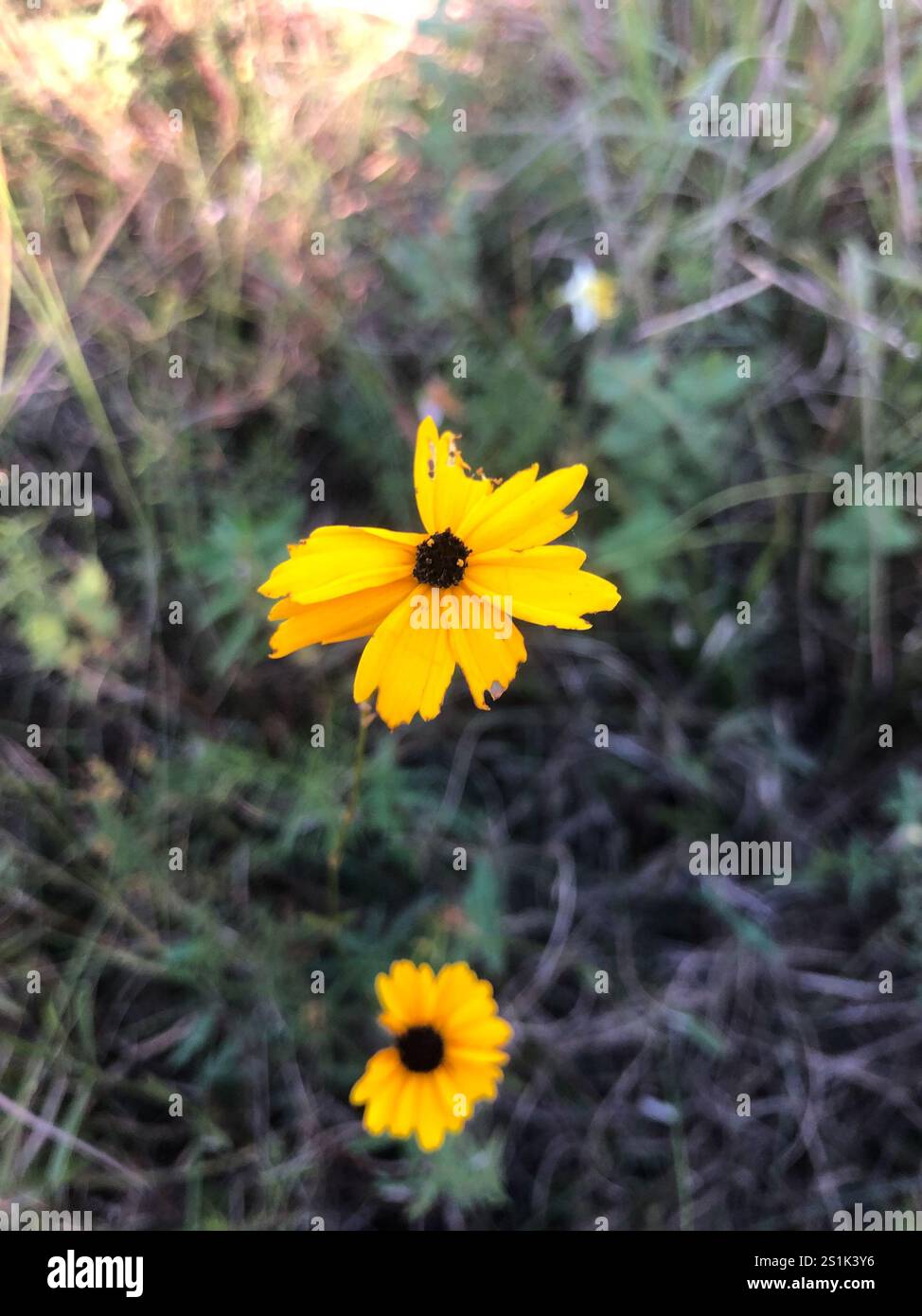 Texas Tickseed (Coreopsis linifolia Stock Photo - Alamy