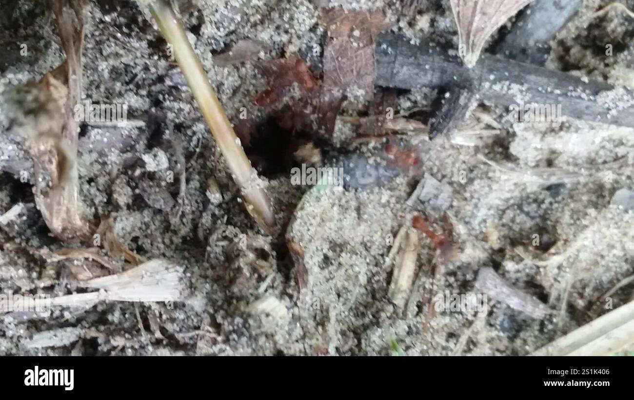 Northern Fungus-farming Ant (Trachymyrmex septentrionalis Stock Photo ...