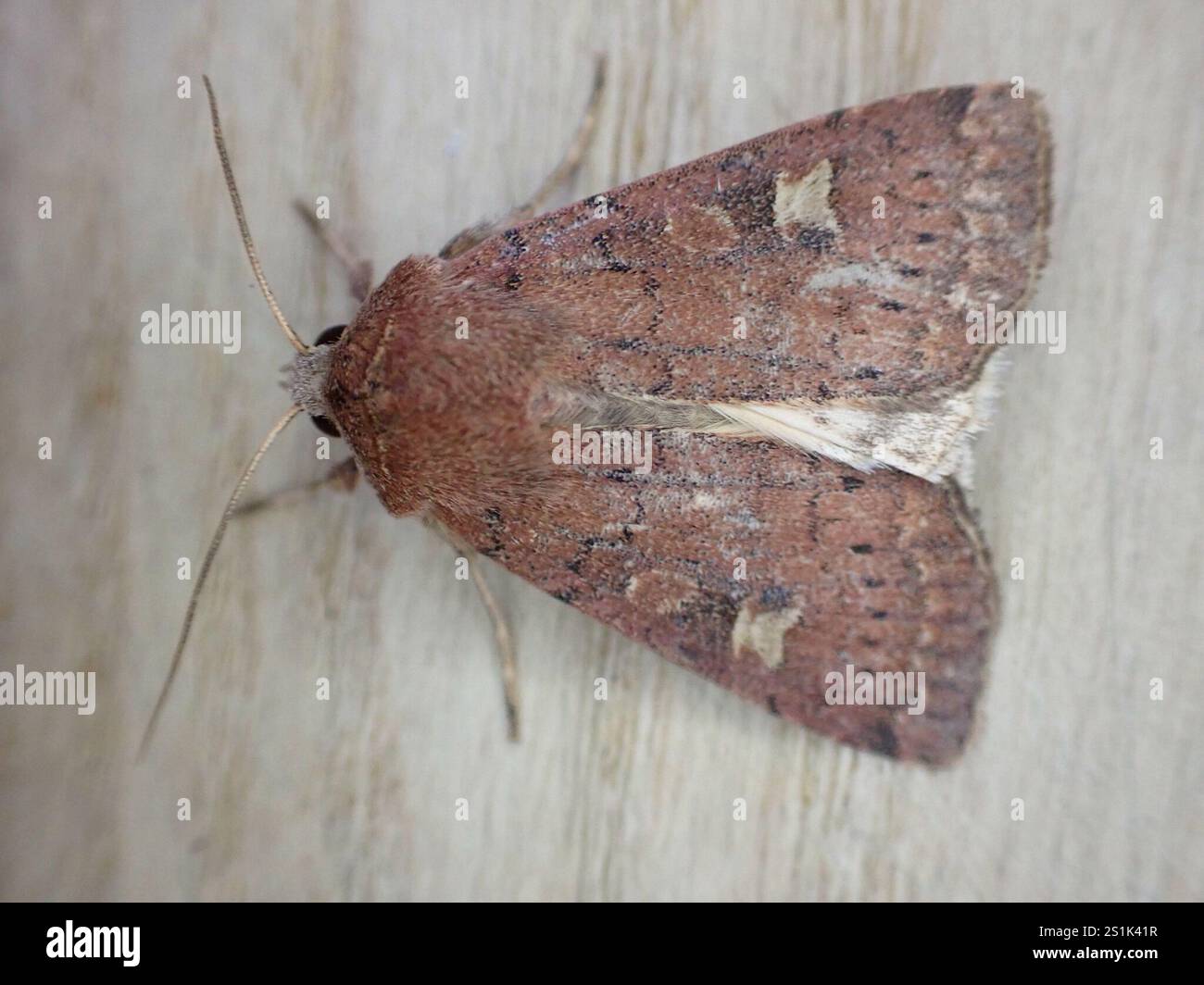 Square-spot Rustic (Xestia xanthographa Stock Photo - Alamy