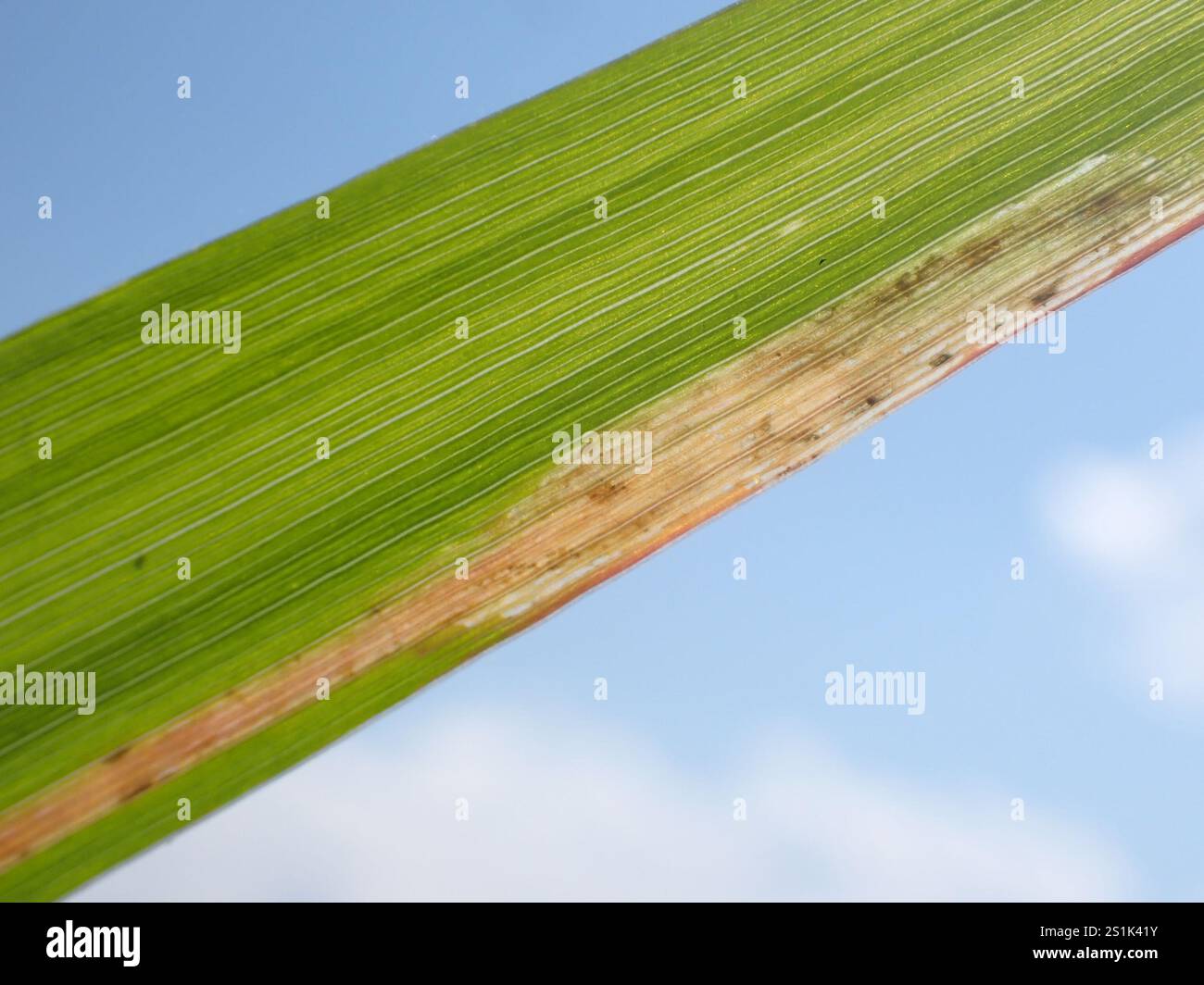 Winged and Once-winged Insects (Pterygota Stock Photo - Alamy