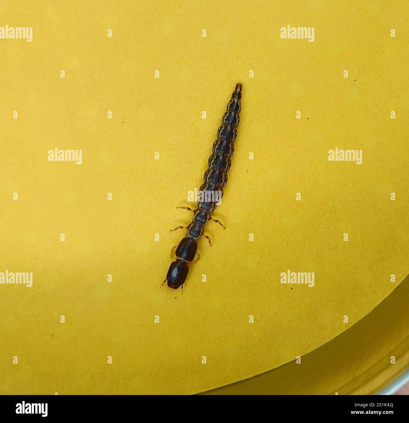 Raphidiid Snakeflies (Raphidiidae Stock Photo - Alamy