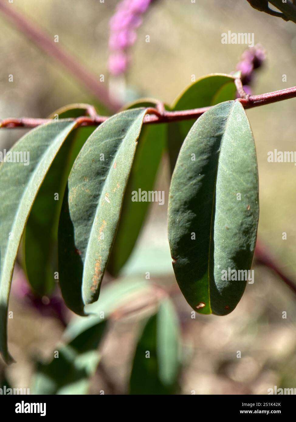 Australian Indigo (Indigofera australis Stock Photo - Alamy
