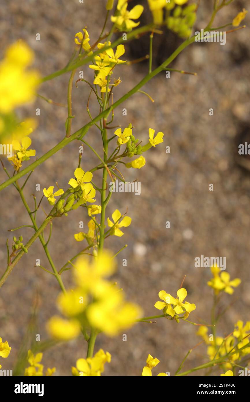 Mediterranean Radish (Raphanus raphanistrum landra Stock Photo - Alamy