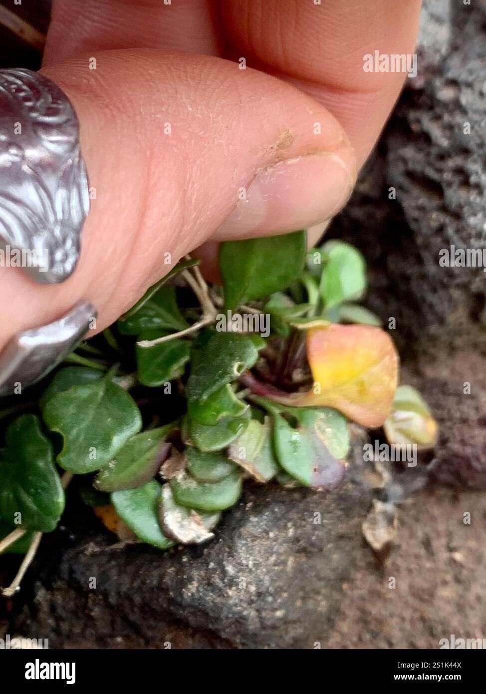 alpine bittercress (Cardamine bellidifolia Stock Photo - Alamy