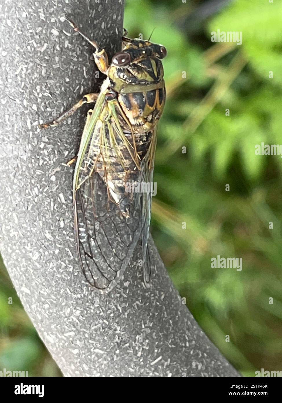 Northern Dog-day Cicada (Neotibicen canicularis Stock Photo - Alamy