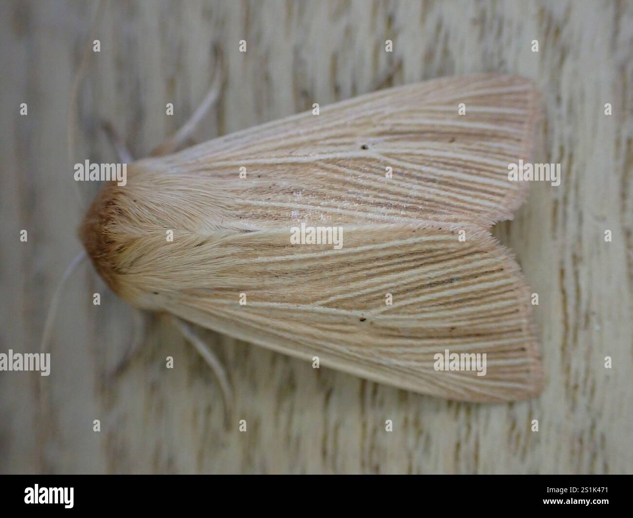 Common Wainscot (Mythimna pallens Stock Photo - Alamy
