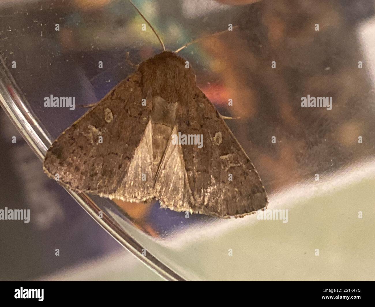 Square-spot Rustic (Xestia xanthographa Stock Photo - Alamy