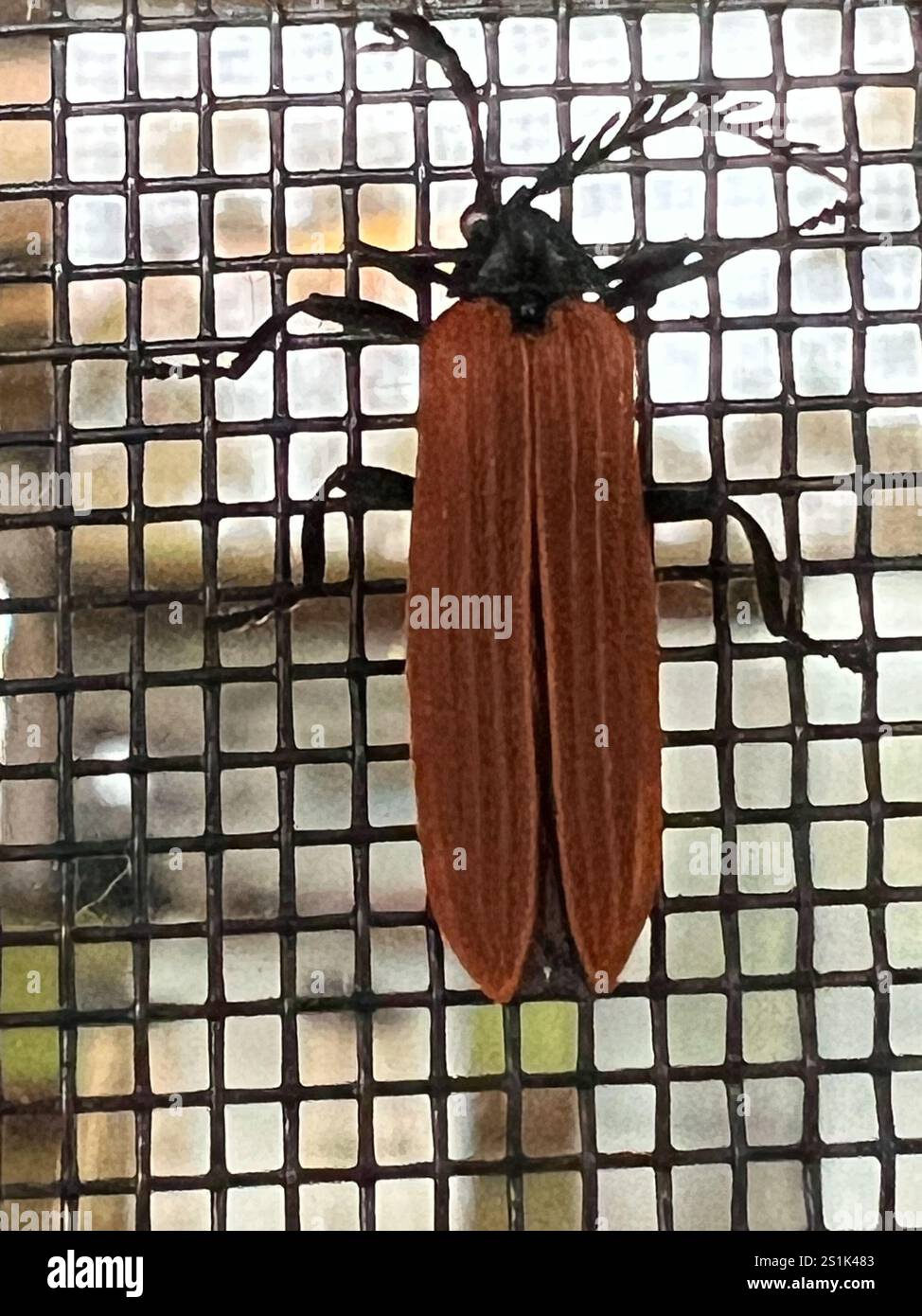 Long-nosed Lycid Beetle (Porrostoma rhipidium Stock Photo - Alamy