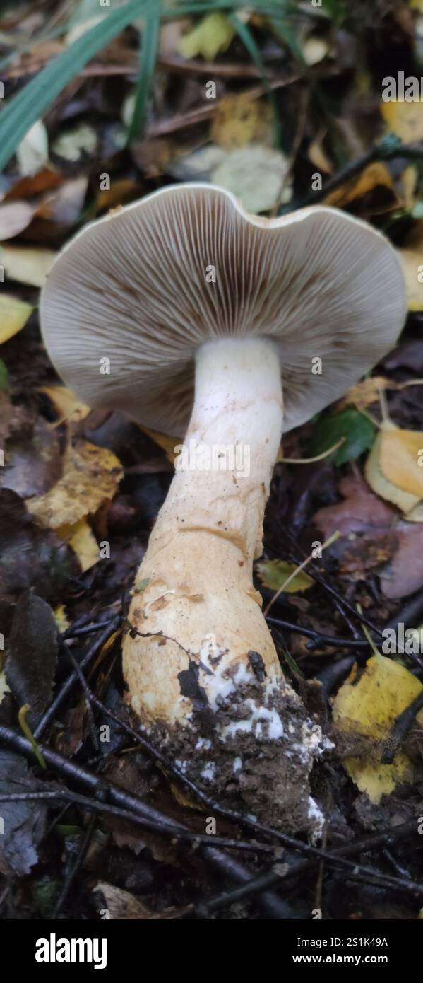 Yellow Girdled Webcap (Cortinarius triumphans Stock Photo - Alamy